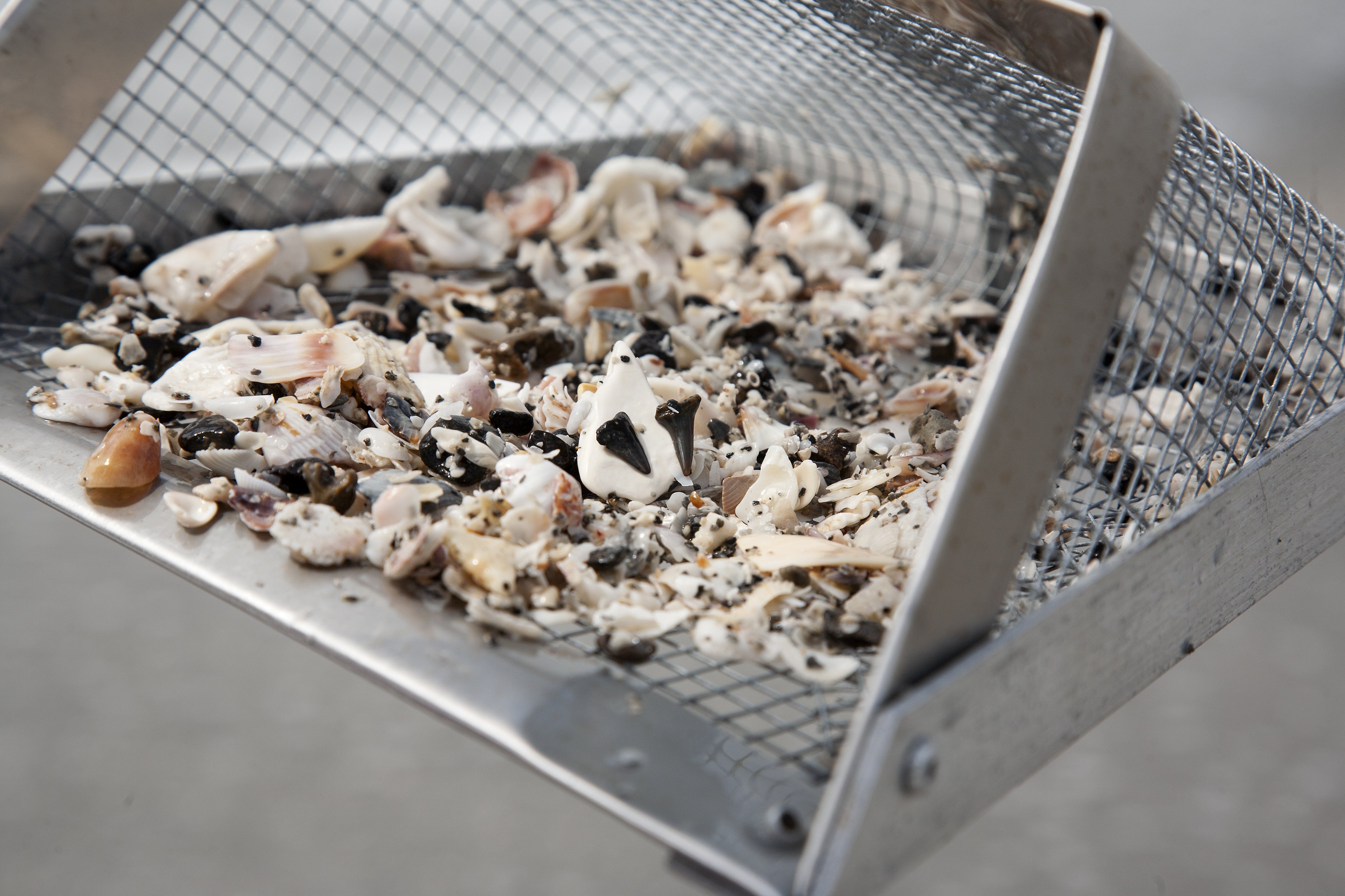 Shark-Tooth Hunting & Sand-Sifting Tips – Earth Treasures