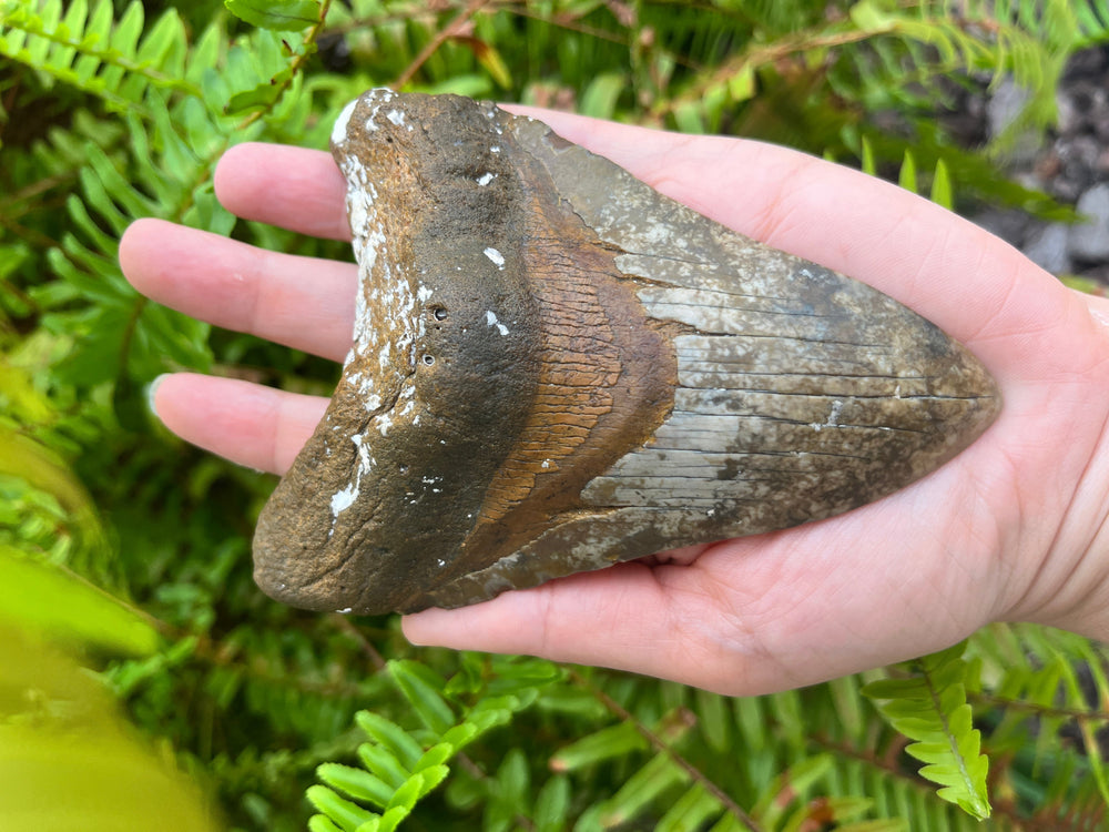 Earth Treasures Venice, FL Shark Teeth, Crystals, Fossils