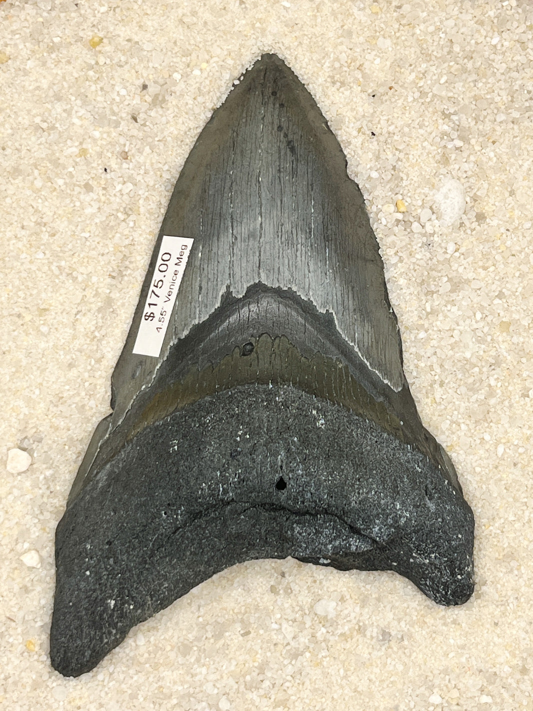 Shark Teeth & Dig Kits – Earth Treasures