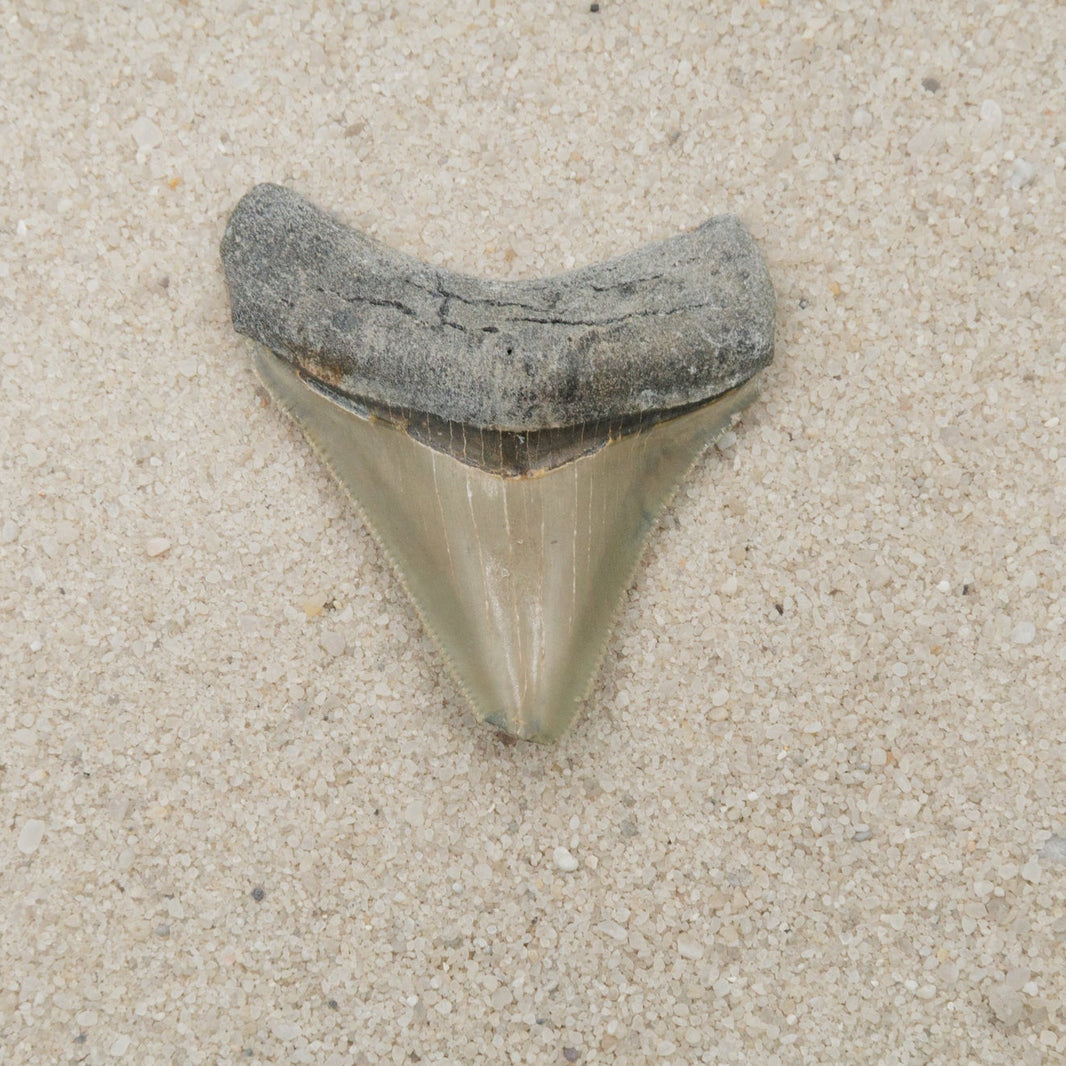 Shark Teeth & Dig Kits – Earth Treasures